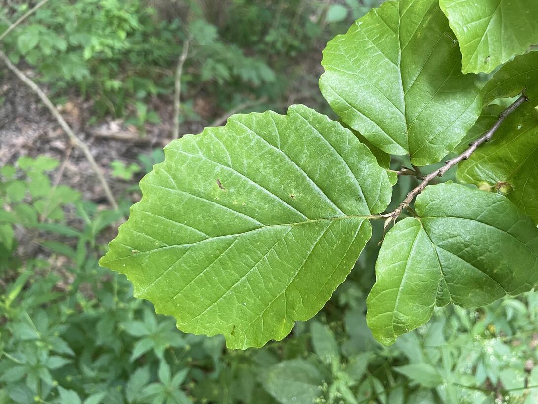 Witch-hazel | CMP Tree Selection Tool